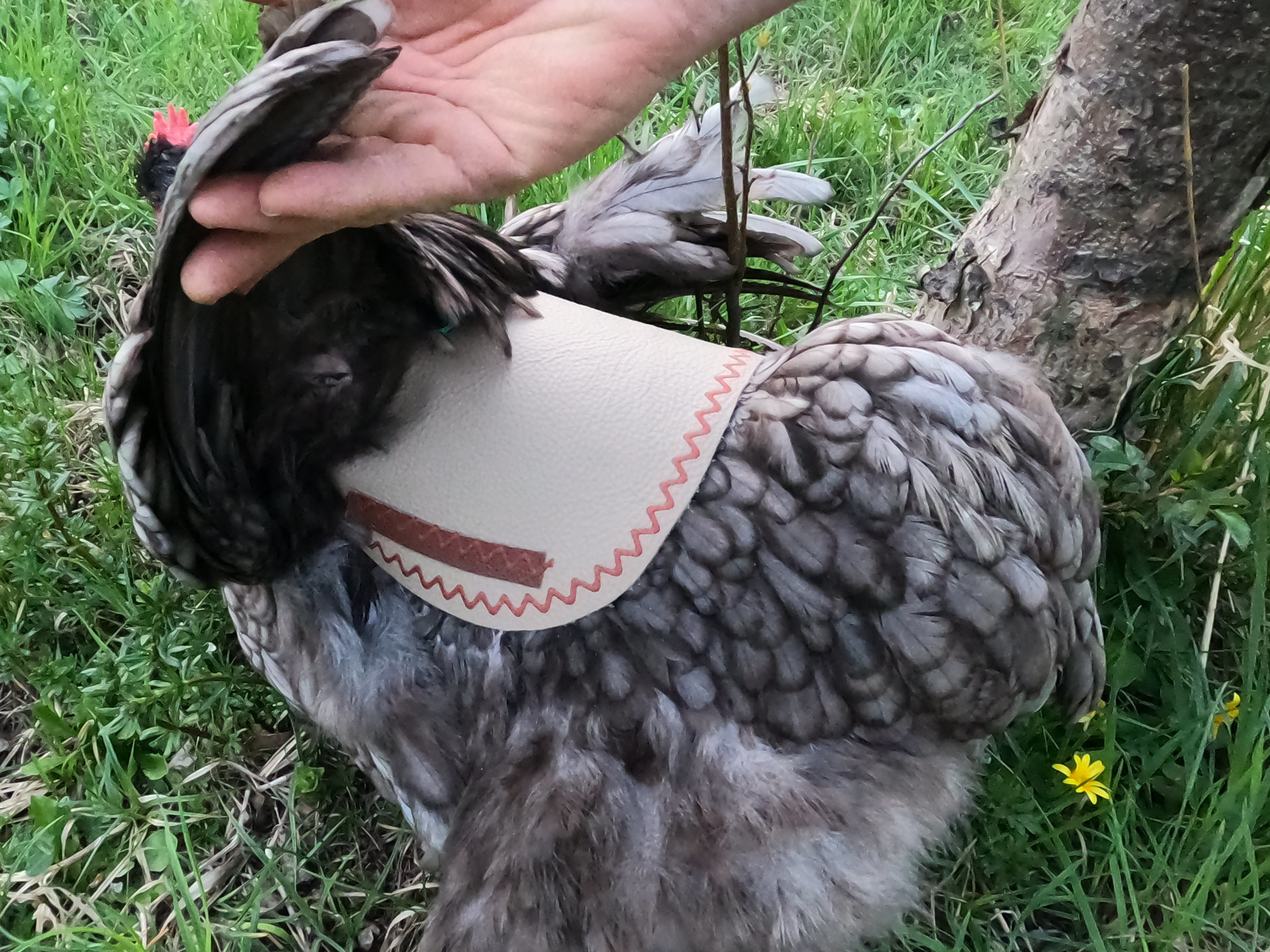 Start - Français - Chicken Cooper